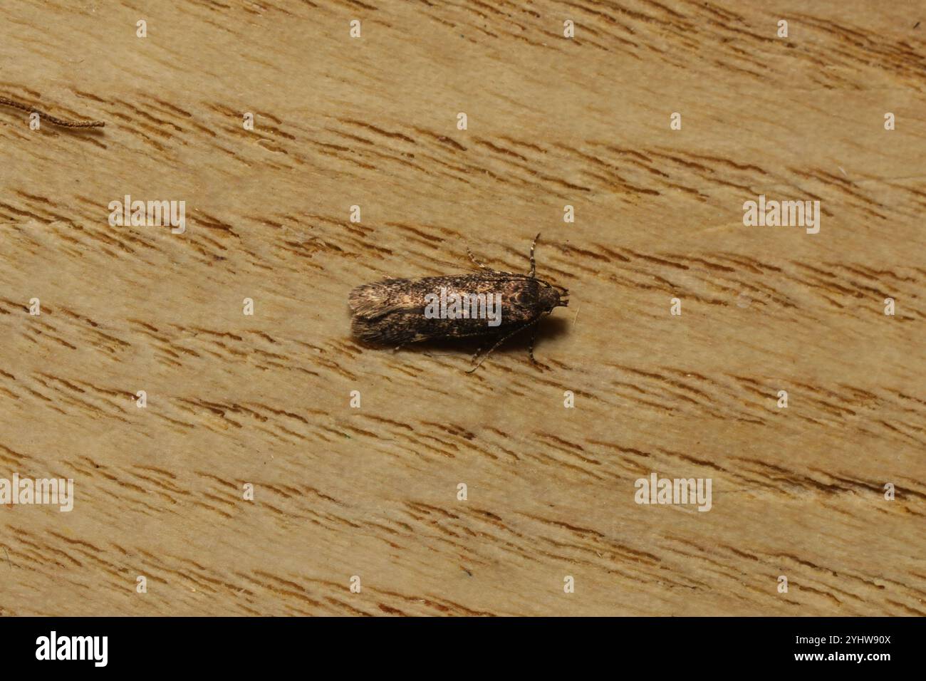 Dark Groundling (Bryotropha affinis Stock Photo - Alamy