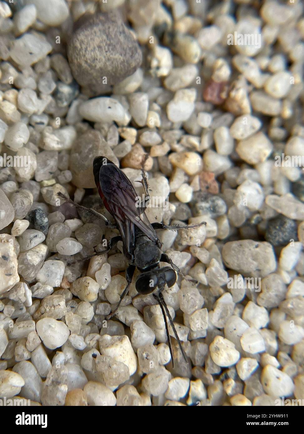 Square-headed Wasps, Sand Wasps, and Allies (Crabronidae Stock Photo ...