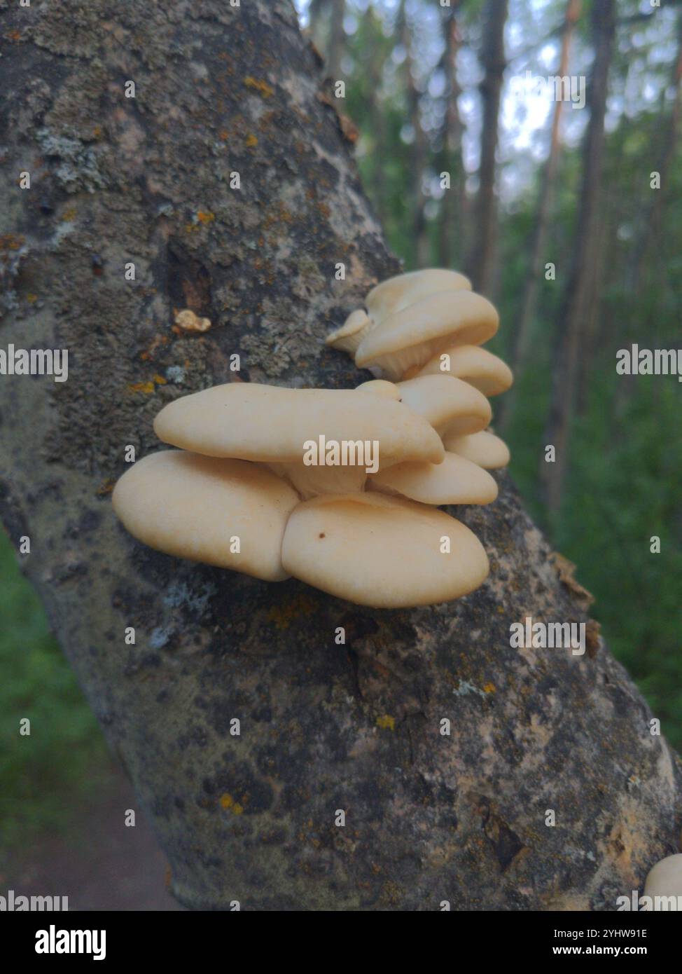 aspen oyster mushroom (Pleurotus populinus Stock Photo - Alamy