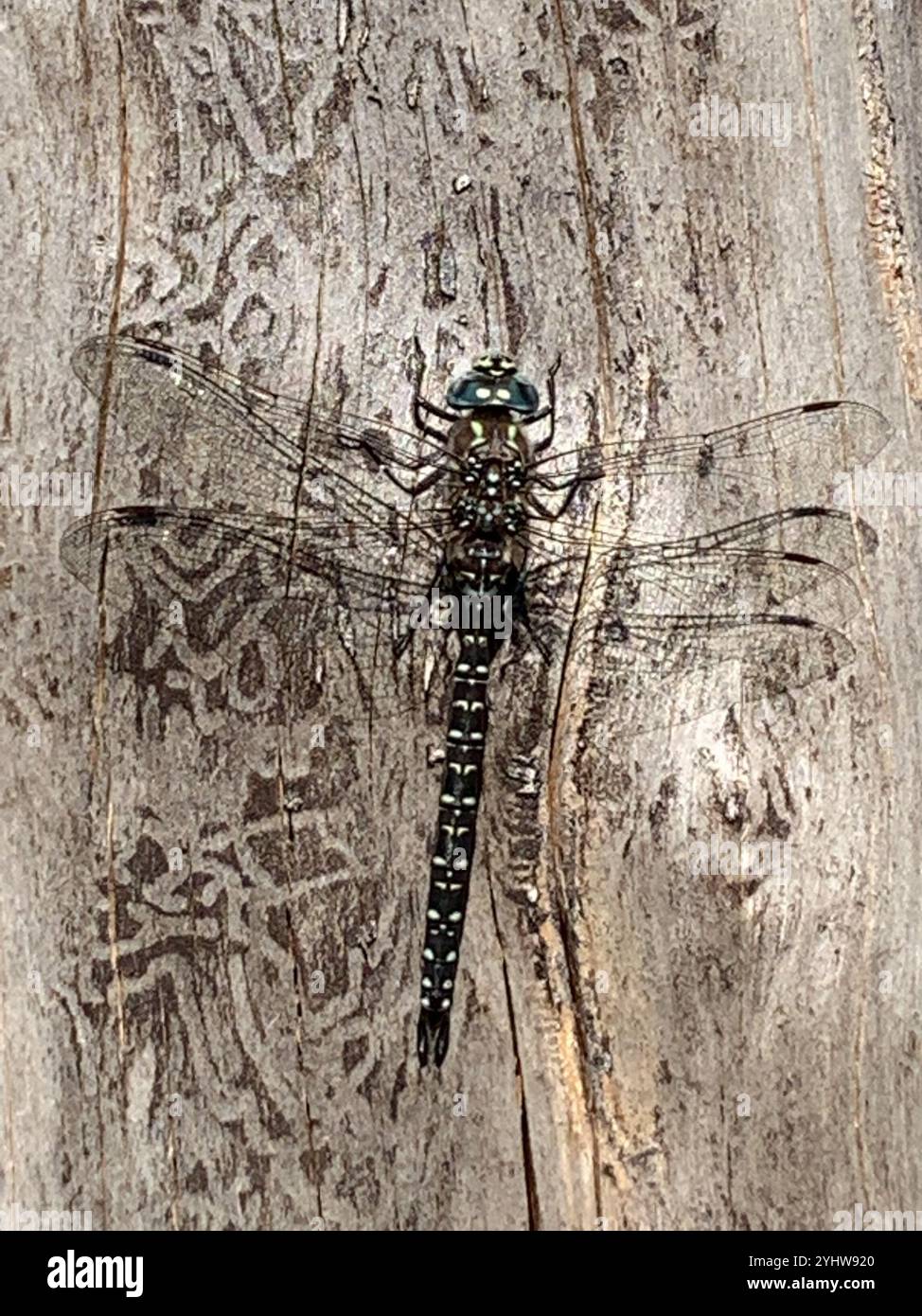 Subarctica hi-res stock photography and images - Alamy