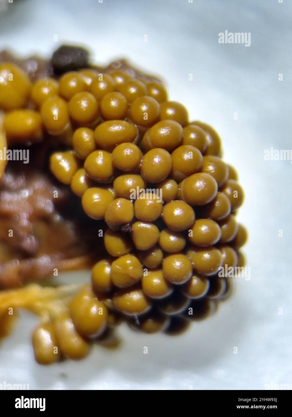 Oligonema hi-res stock photography and images - Alamy