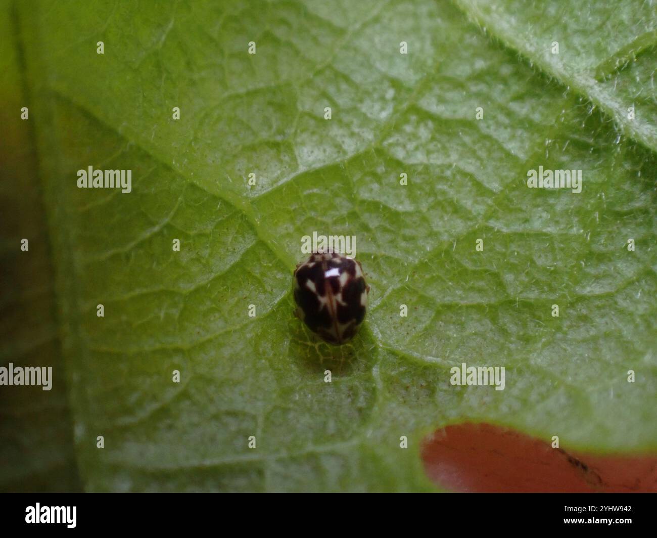 Twenty-spotted Lady Beetle (Psyllobora vigintimaculata Stock Photo - Alamy