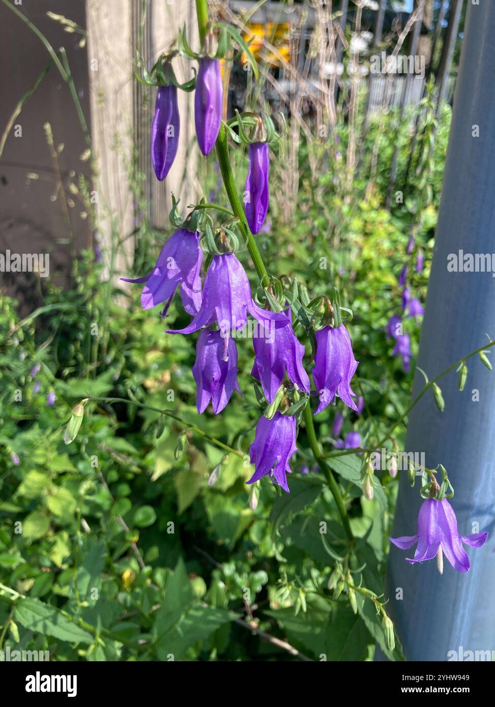 Creeping Bellflower (Campanula rapunculoides Stock Photo - Alamy