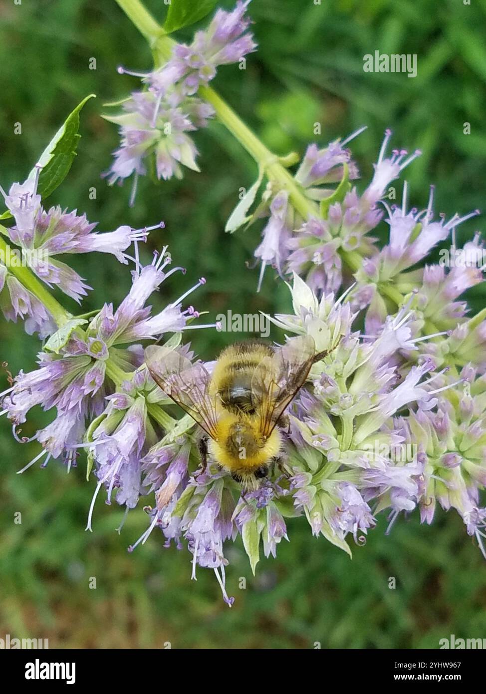 Perplexing Bumble Bee (Bombus perplexus Stock Photo - Alamy