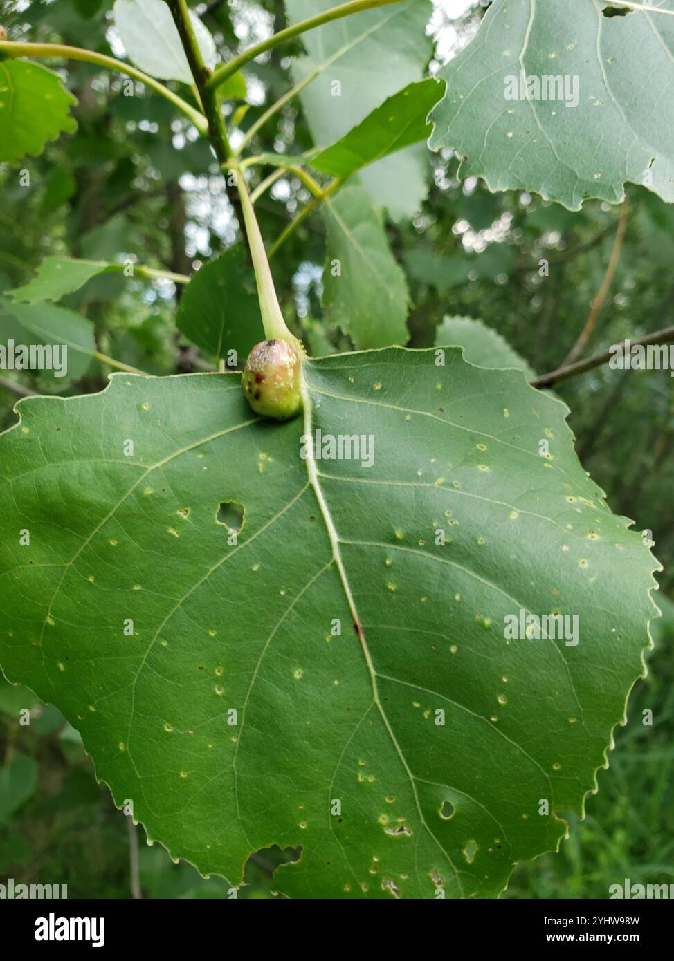 Poplar Leaf-stem Gall Aphids (Pemphigus Stock Photo - Alamy