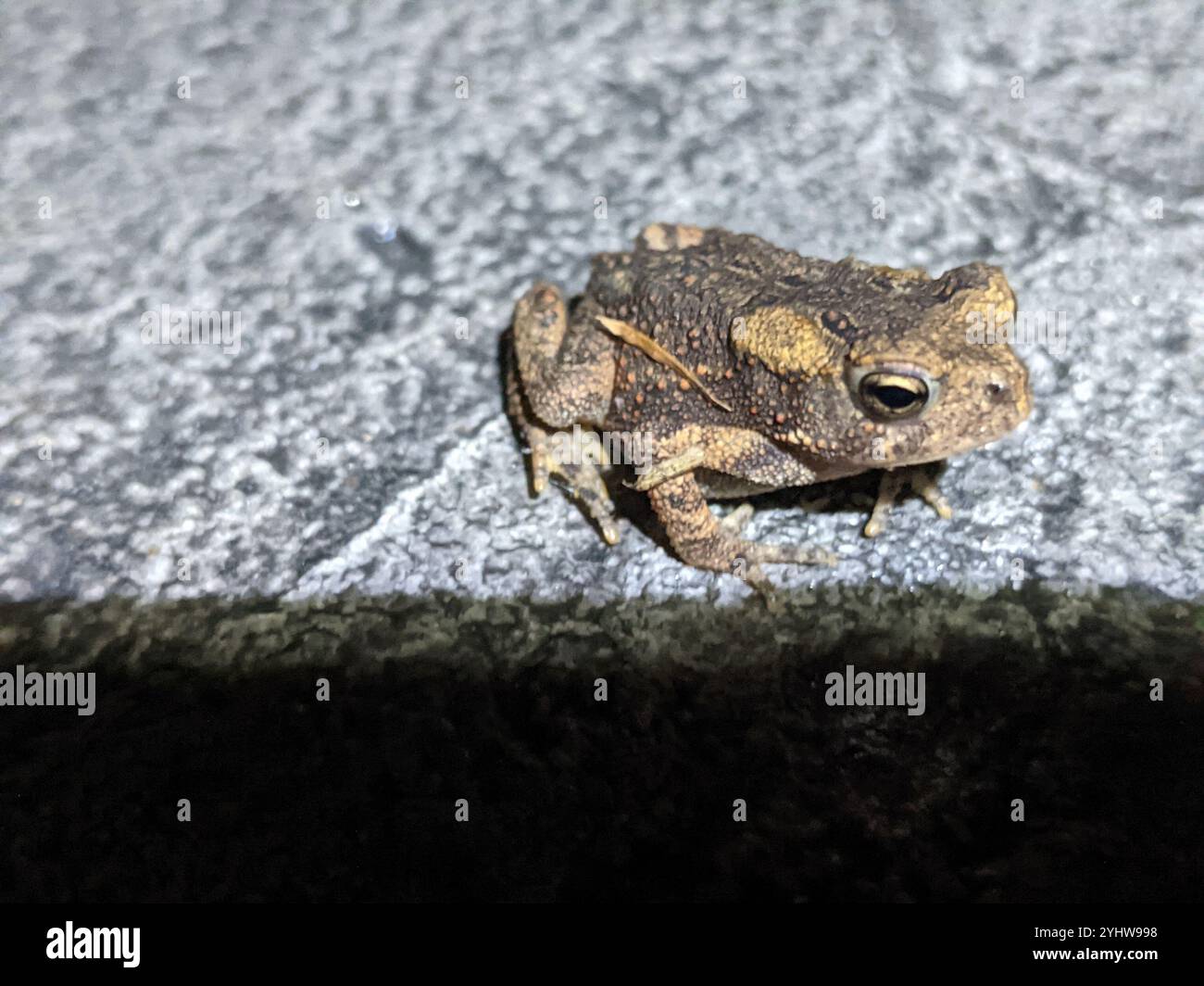 True Toads (Bufonidae Stock Photo - Alamy