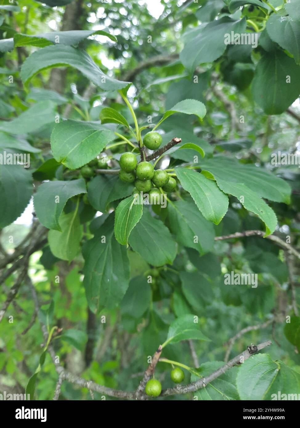common buckthorn (Rhamnus cathartica Stock Photo - Alamy