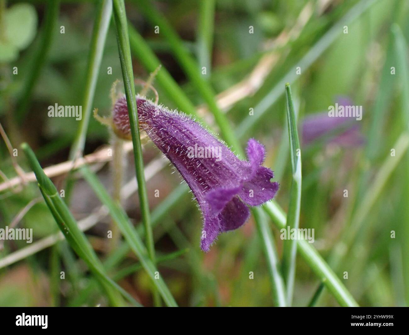oneflower broomrape (Aphyllon purpureum Stock Photo - Alamy