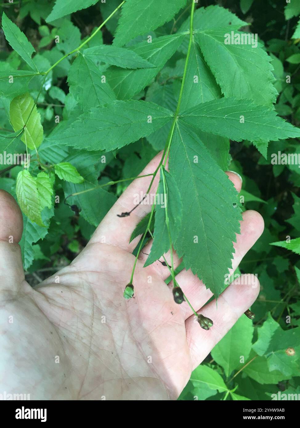 Bowman's root (Gillenia trifoliata Stock Photo - Alamy