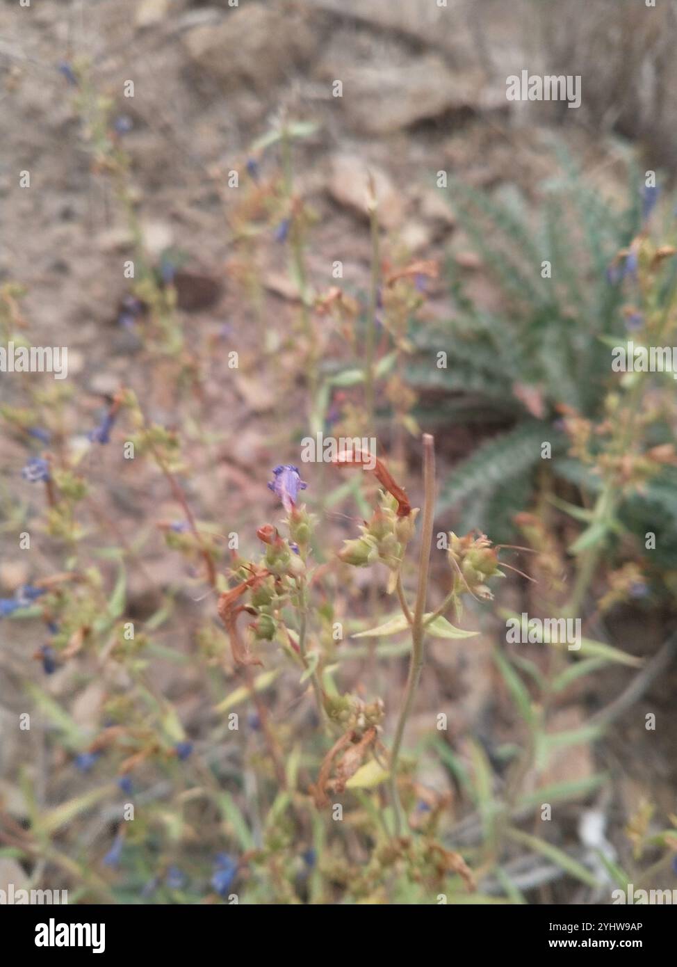 Low Beardtongue (Penstemon humilis Stock Photo - Alamy