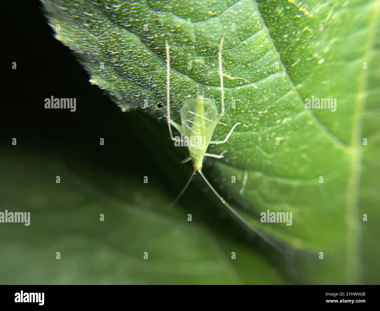 Common Tree Crickets (Oecanthus Stock Photo - Alamy