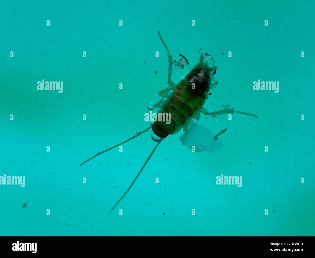 Household Cockroaches (Blattidae Stock Photo - Alamy