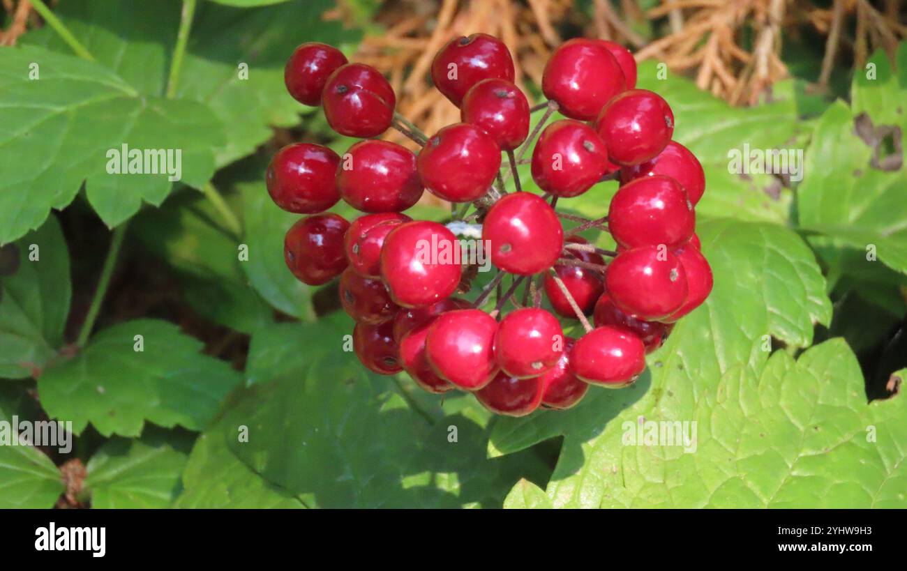 red baneberry (Actaea rubra Stock Photo - Alamy