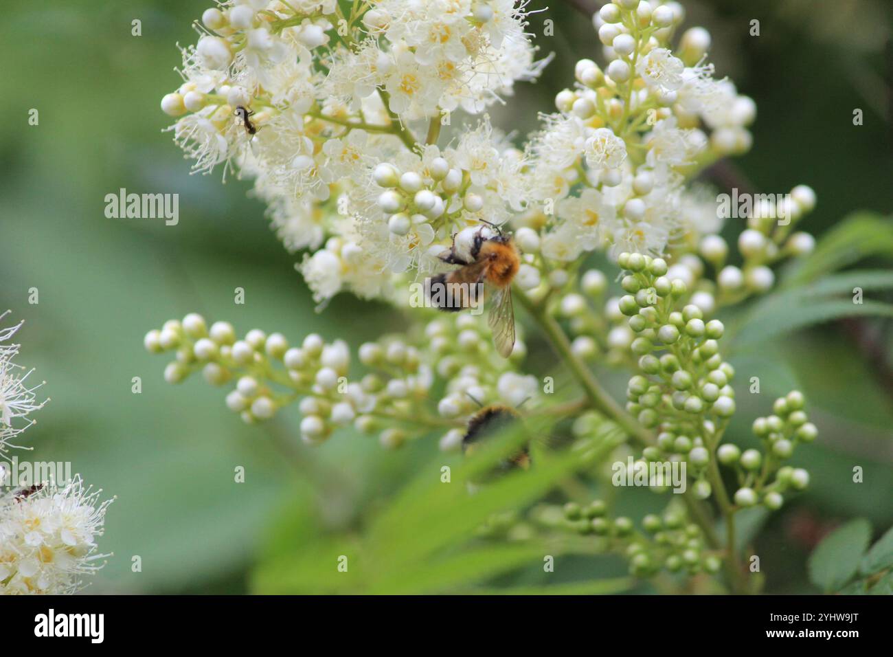 Tree Bumble Bee (Bombus hypnorum Stock Photo - Alamy