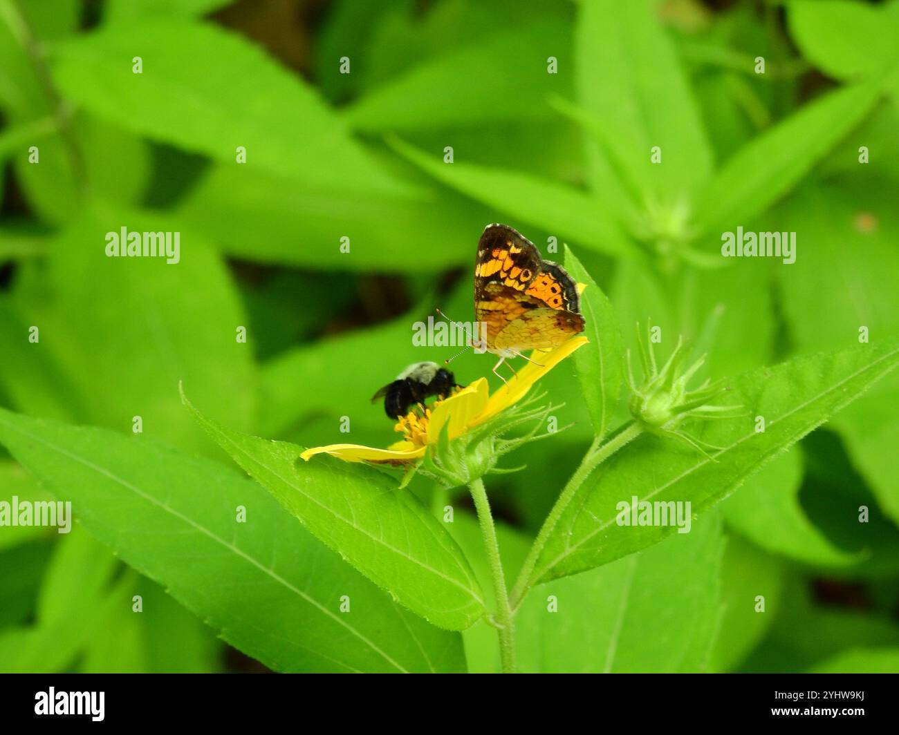 Pearl Crescent (Phyciodes tharos Stock Photo - Alamy