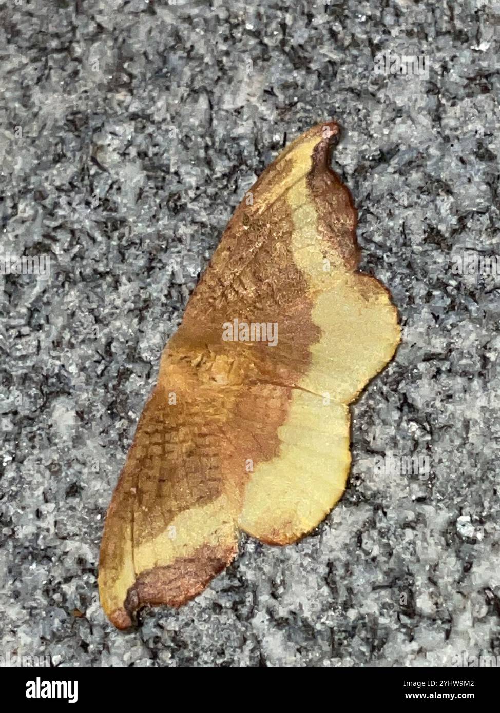 Rose Hooktip (Oreta rosea Stock Photo - Alamy