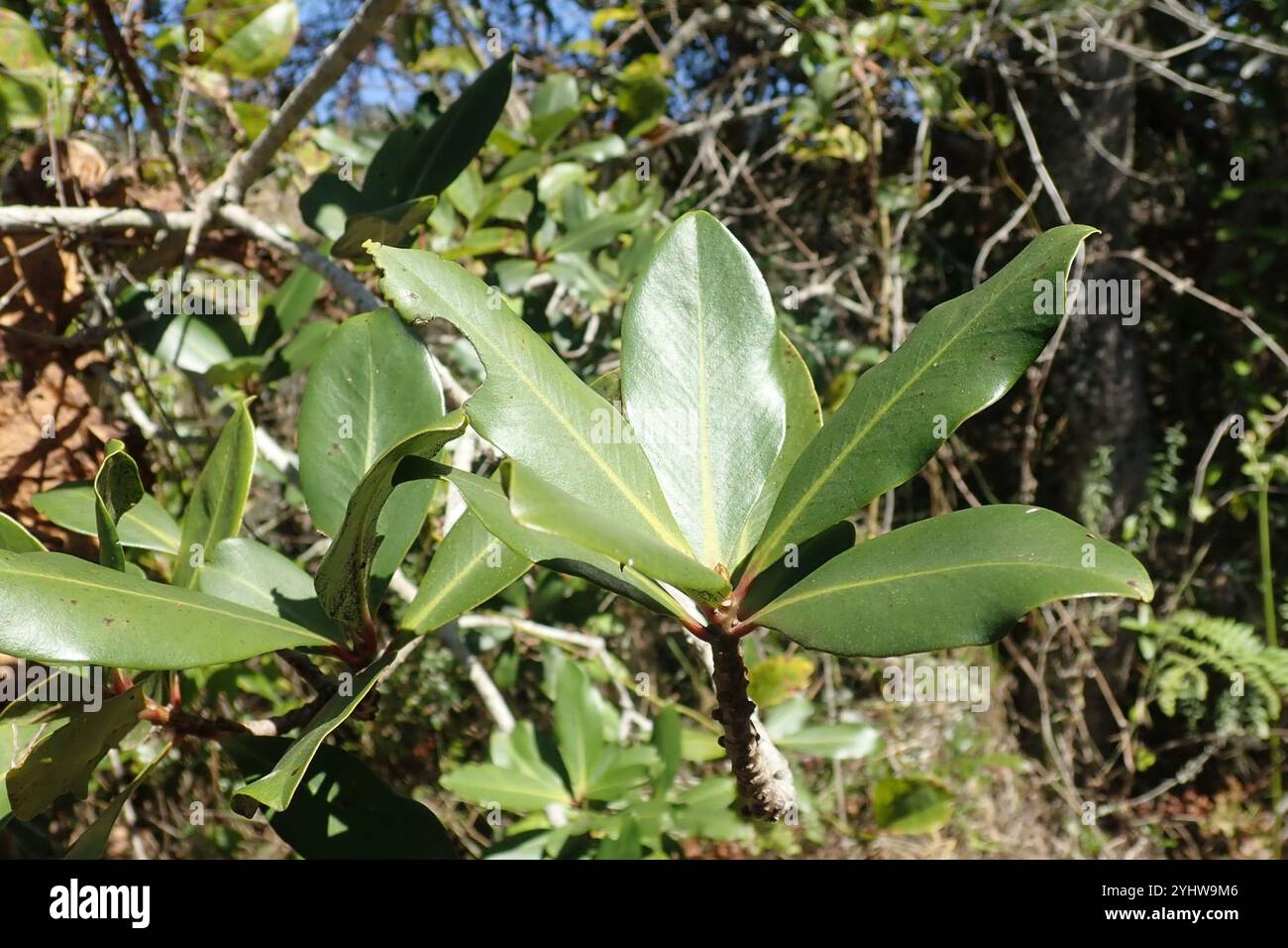 Cape beech (Rapanea melanophloeos Stock Photo - Alamy