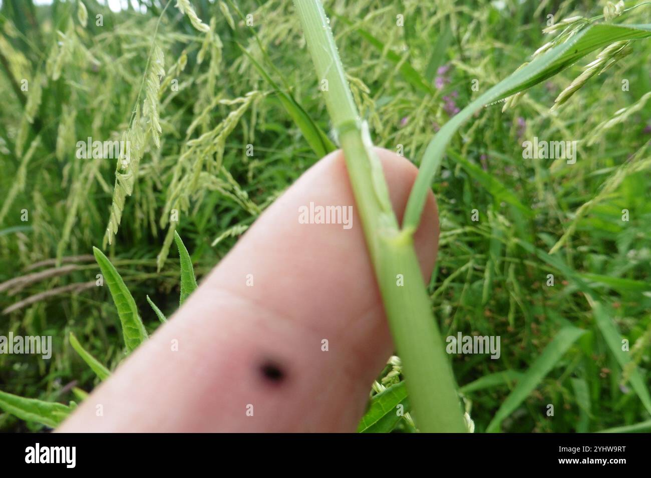 rice cutgrass (Leersia oryzoides Stock Photo - Alamy