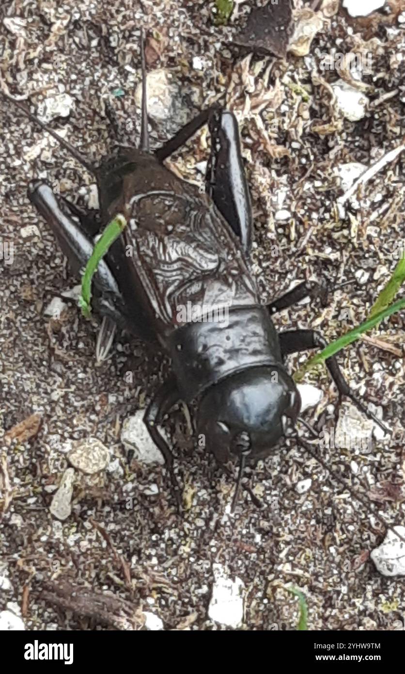 Spring Field Cricket (Gryllus veletis Stock Photo - Alamy