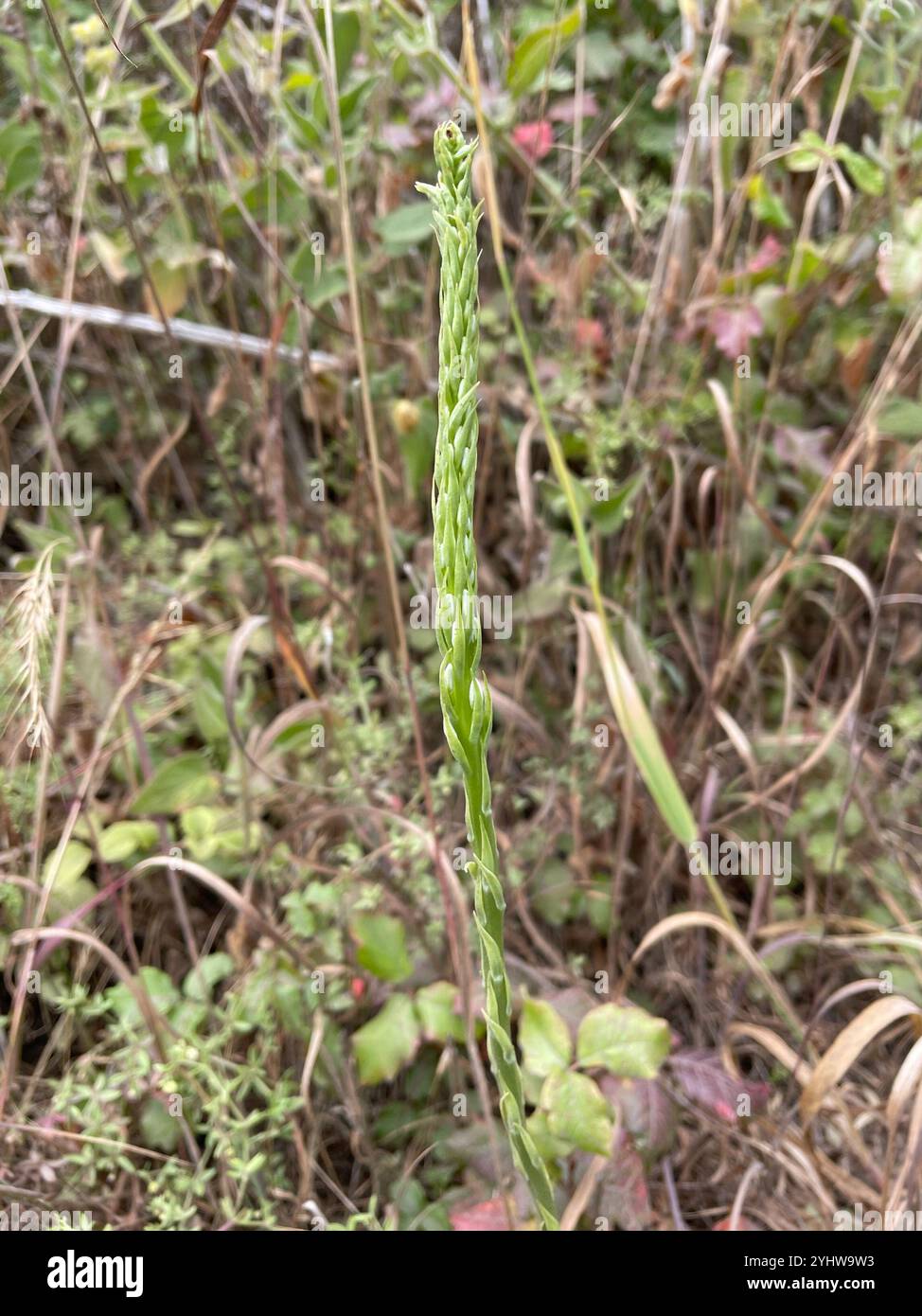 Elegant piperia hi-res stock photography and images - Alamy