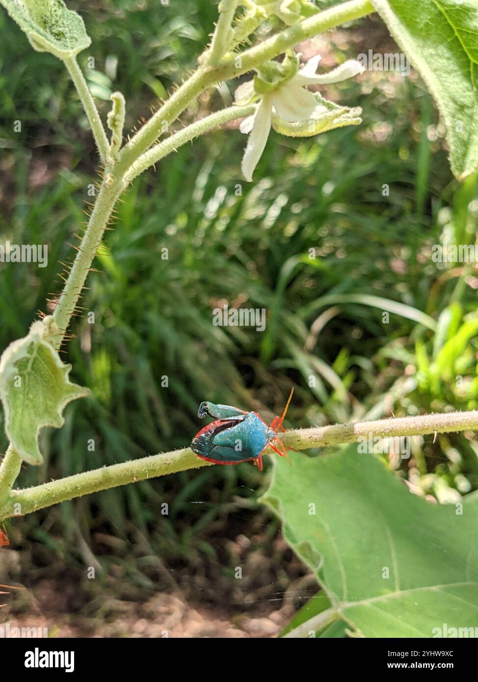 Edessa rufomarginata hi-res stock photography and images - Alamy