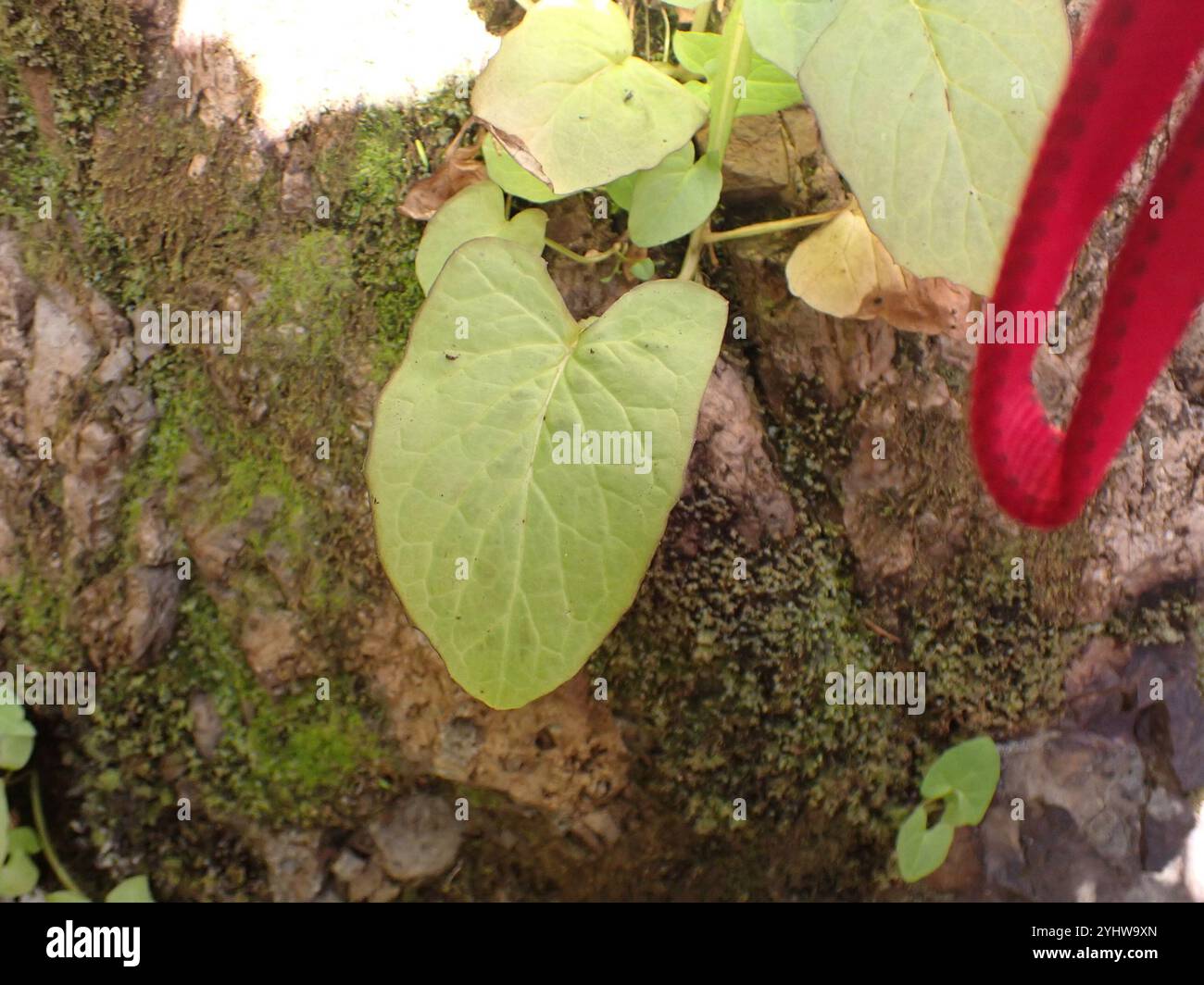 western rattlesnake root (Nabalus alatus Stock Photo - Alamy