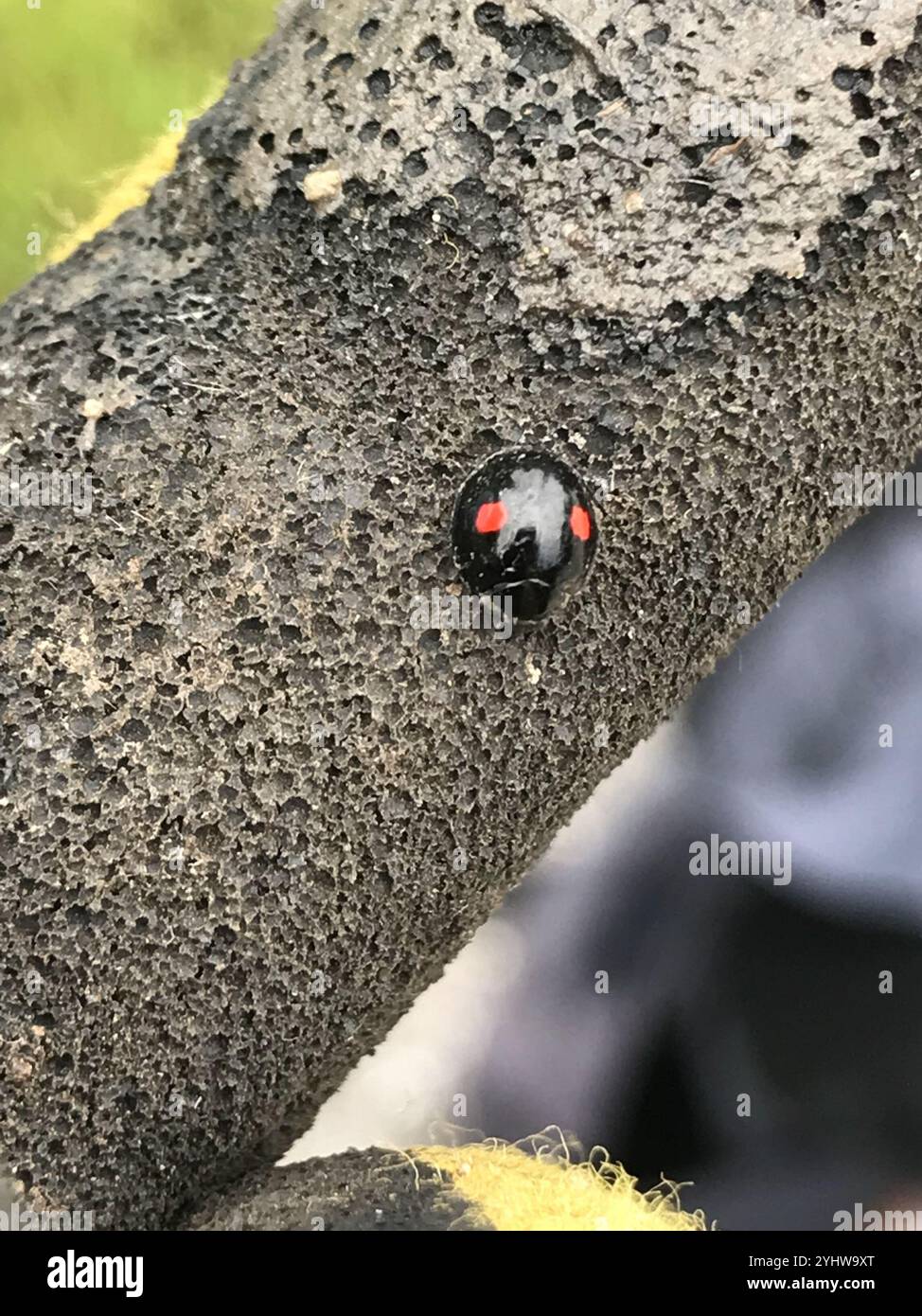 Twice-stabbed Lady Beetle (Chilocorus stigma Stock Photo - Alamy
