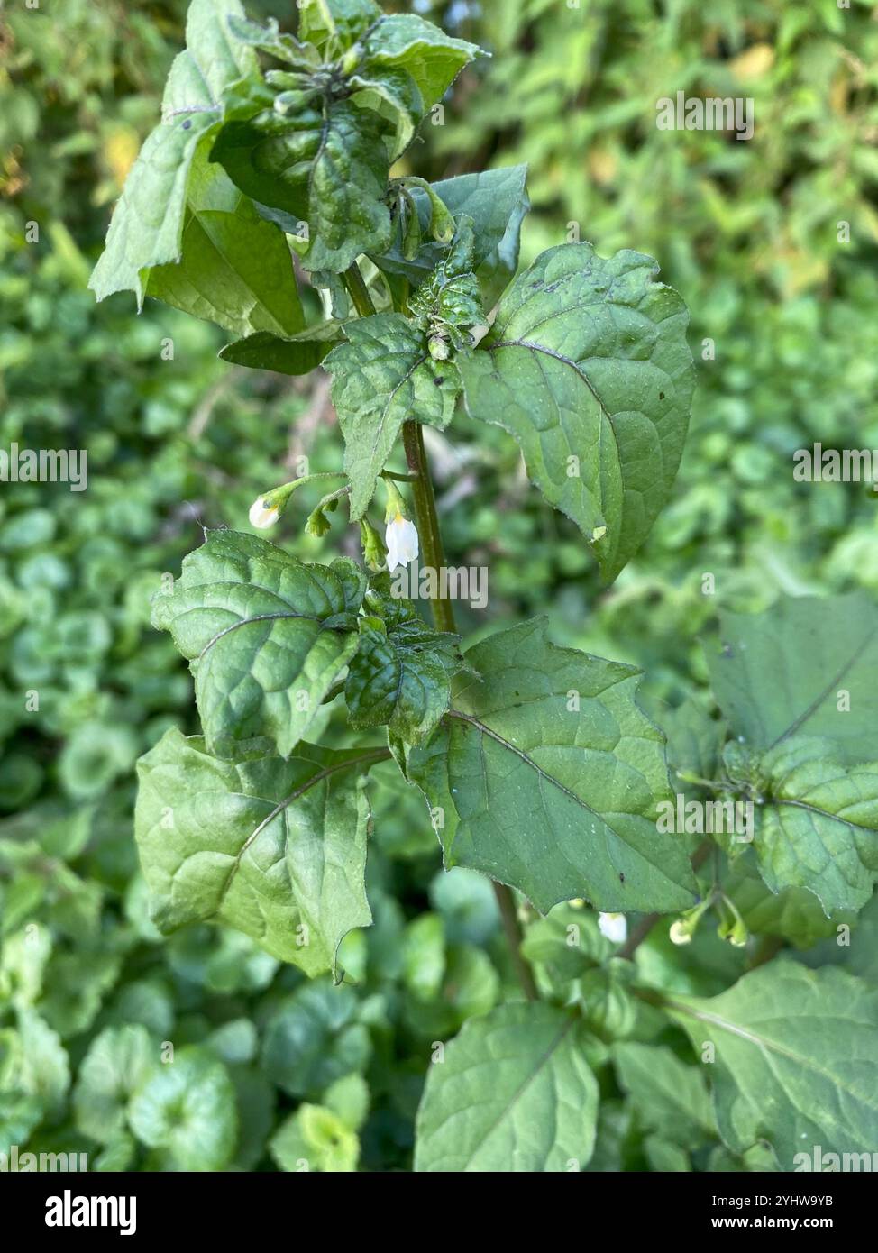 black nightshade (Solanum nigrum Stock Photo - Alamy