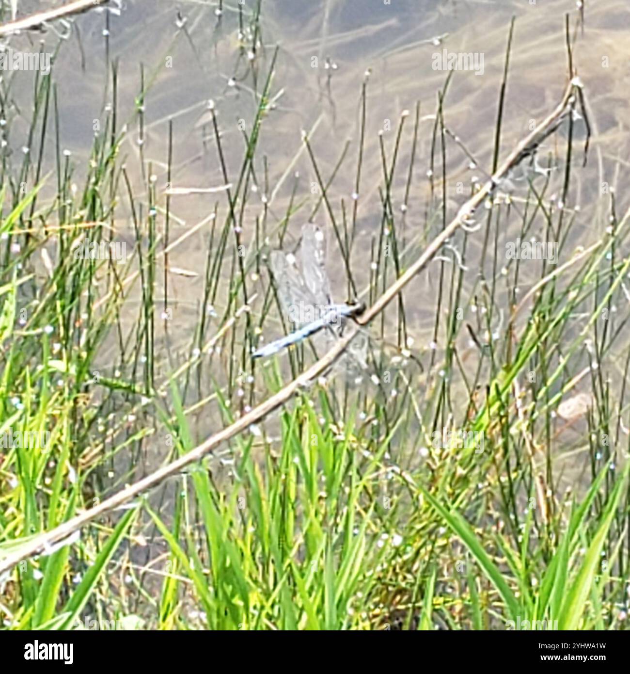 Spangled skimmer hi-res stock photography and images - Alamy
