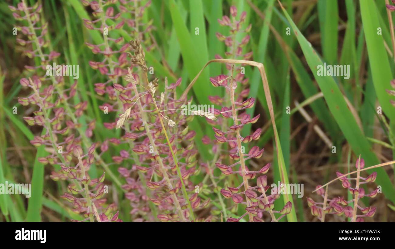 field peppergrass (Lepidium campestre Stock Photo - Alamy