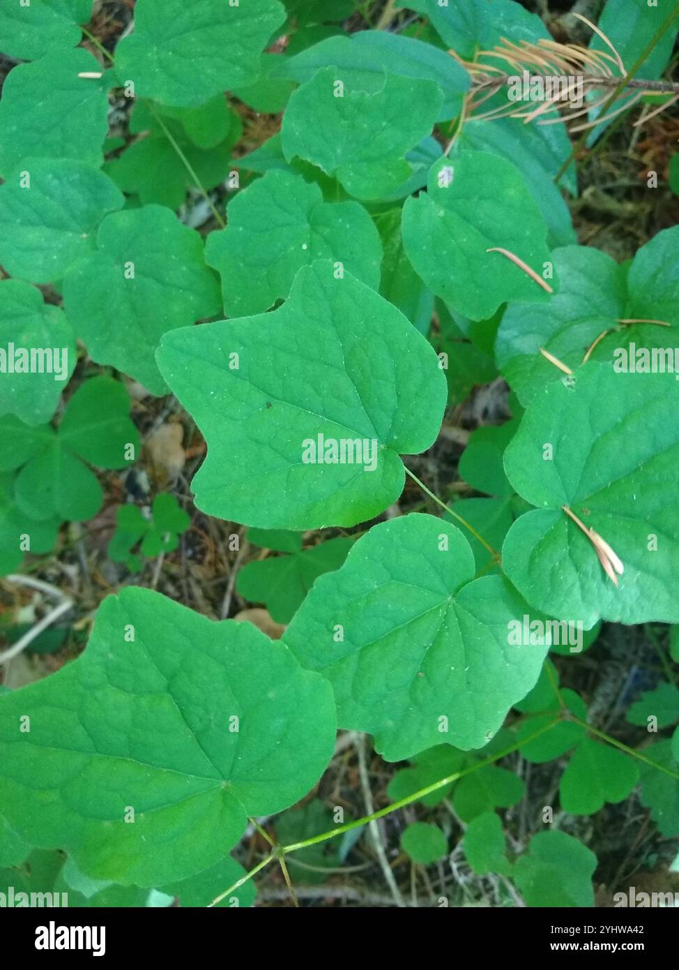 White Inside-out Flower (Vancouveria hexandra Stock Photo - Alamy