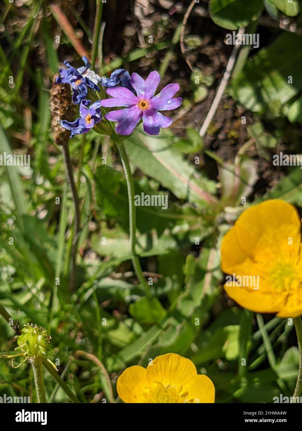 Bird's-eye Primrose (Primula farinosa Stock Photo - Alamy