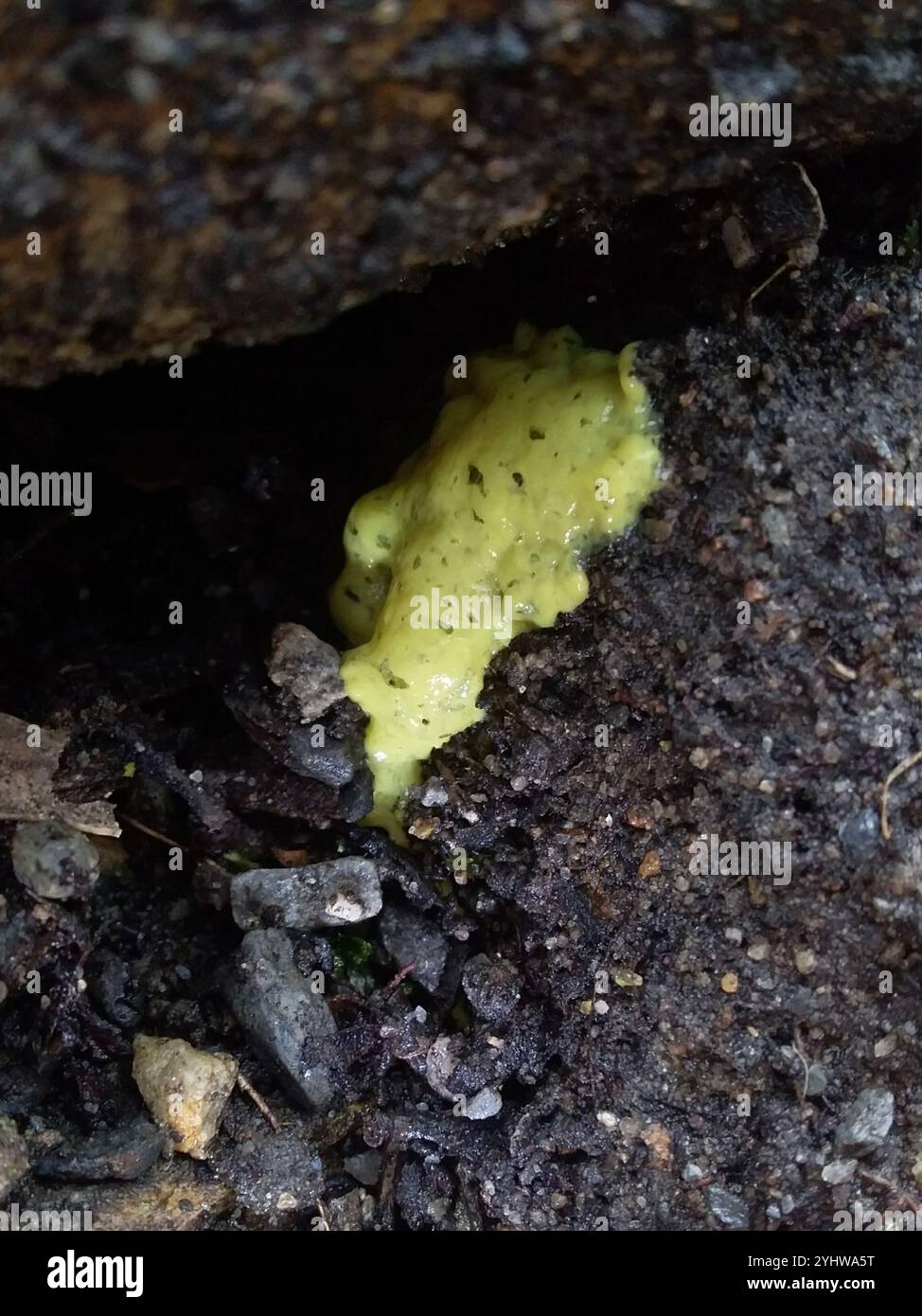 slime molds (Mycetozoa Stock Photo - Alamy