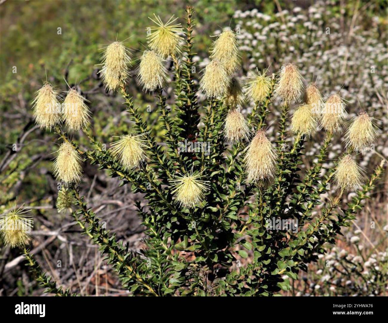 Paranomus reflexus hi-res stock photography and images - Alamy