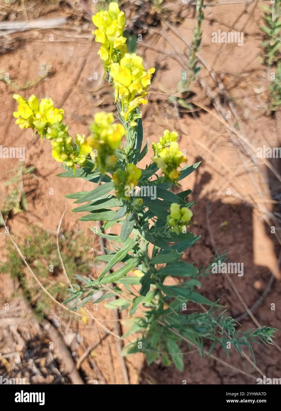 Broomleaf Toadflax (Linaria genistifolia Stock Photo - Alamy