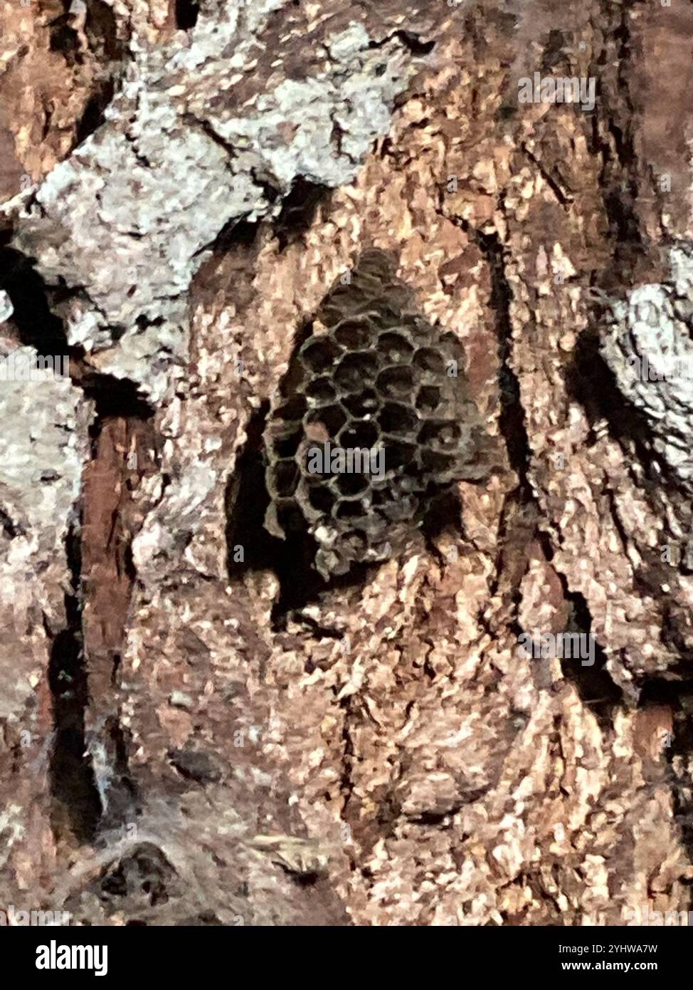 Paper Wasps (Polistinae Stock Photo - Alamy
