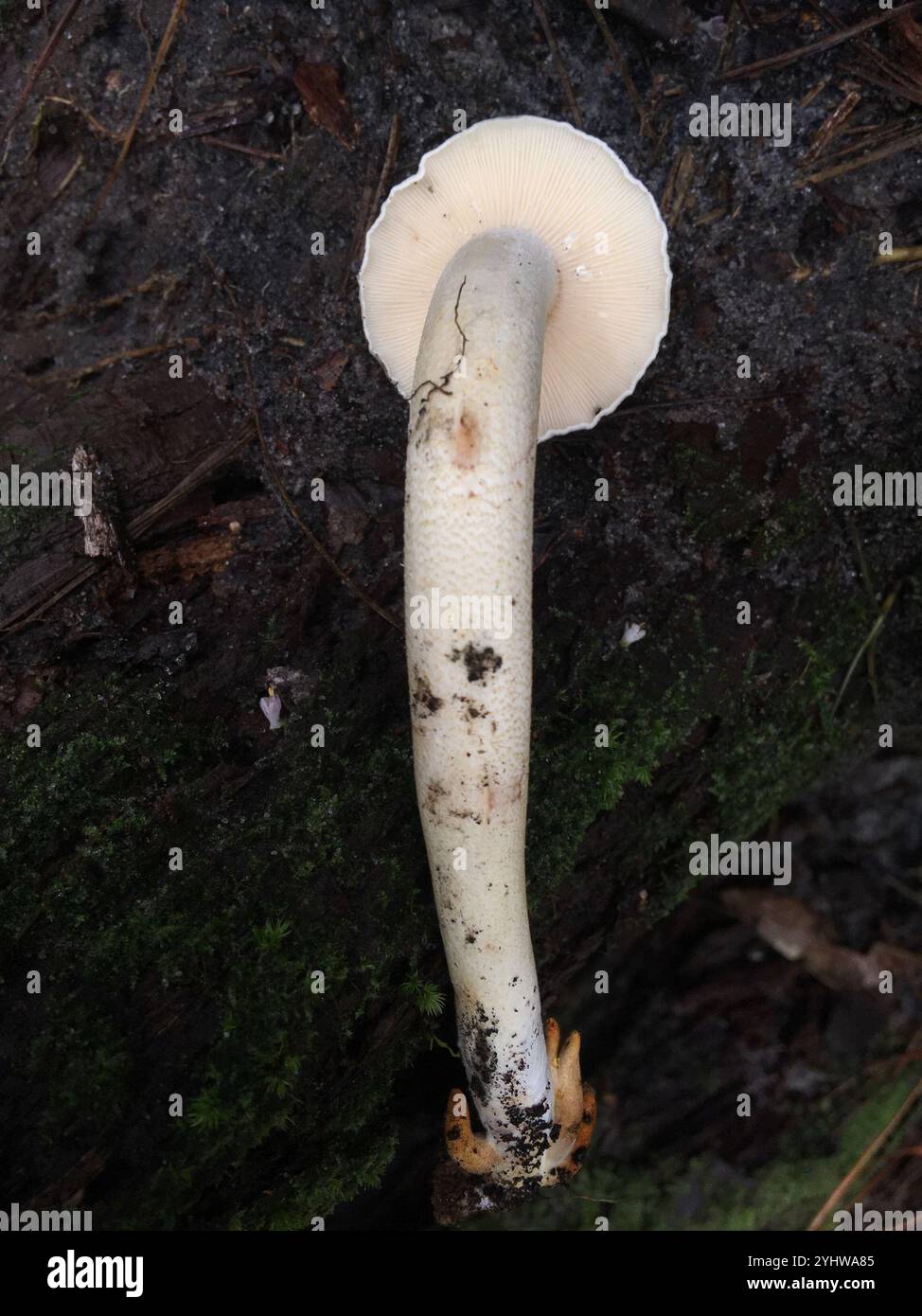 Trainwrecker (Neolentinus lepideus Stock Photo - Alamy