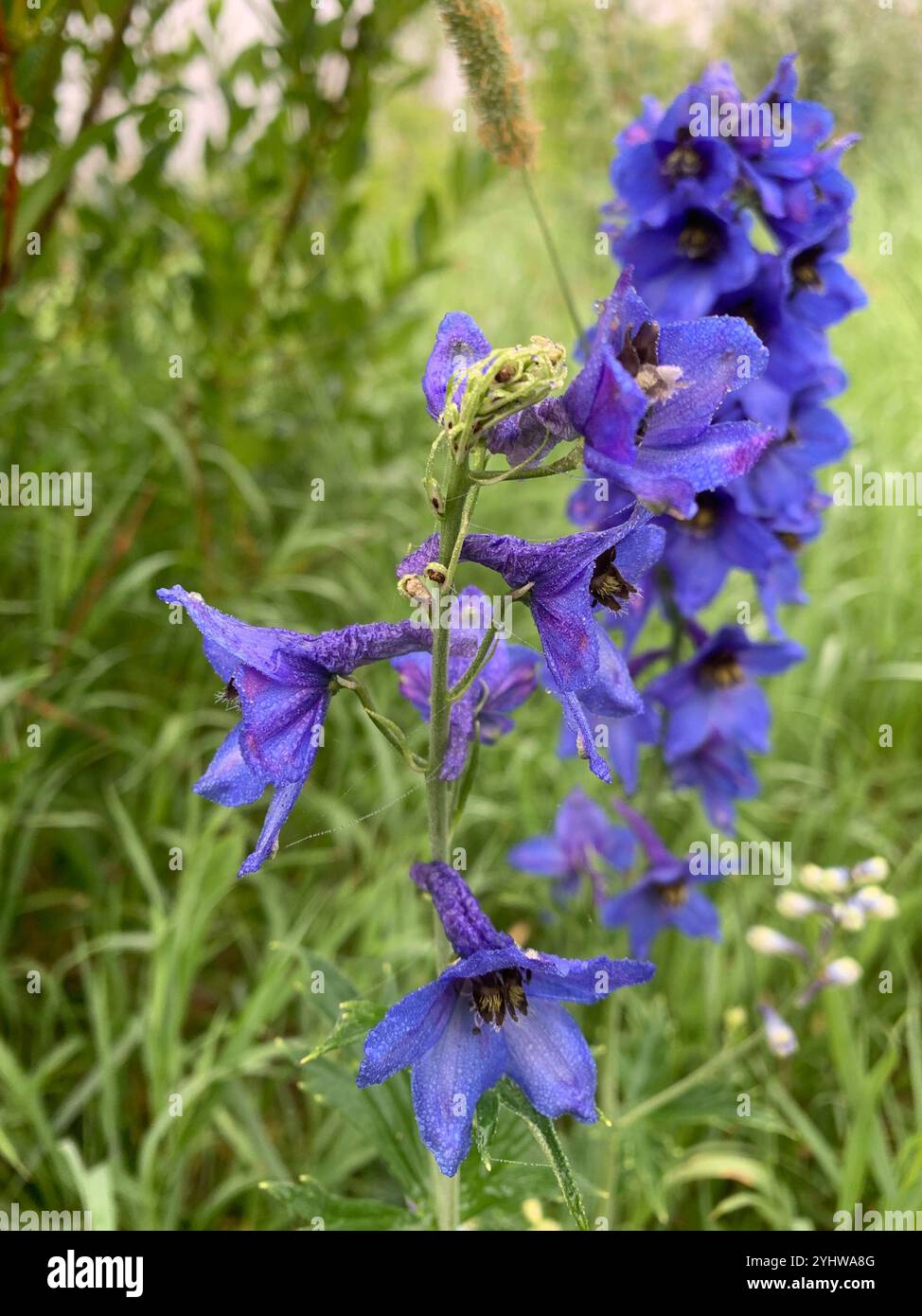 Delphinium cultorum hi-res stock photography and images - Alamy