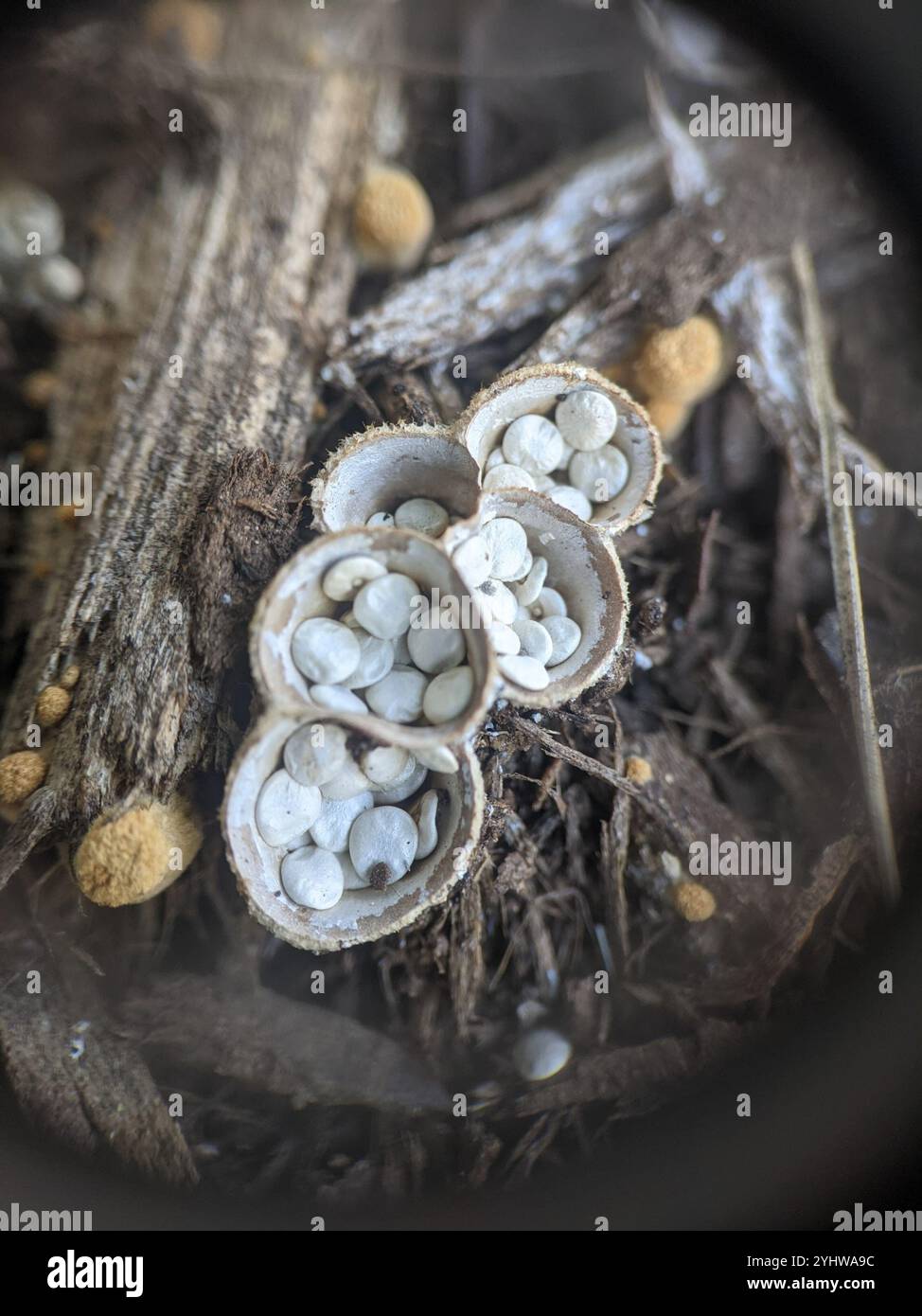 bird's nest fungi (Nidulariaceae Stock Photo - Alamy