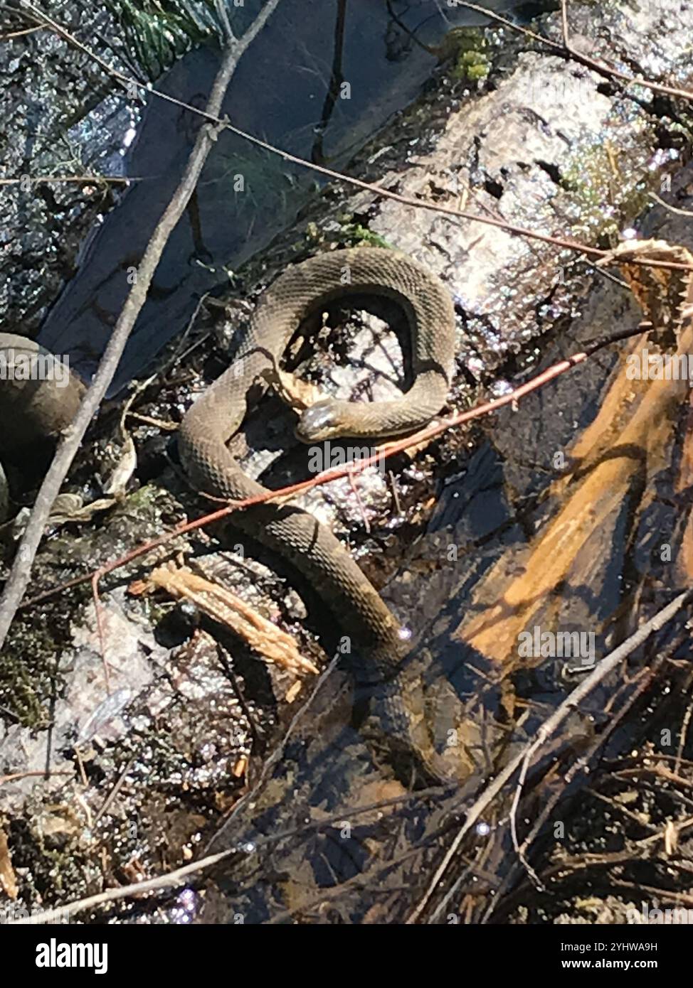 Common Watersnake (Nerodia sipedon Stock Photo - Alamy
