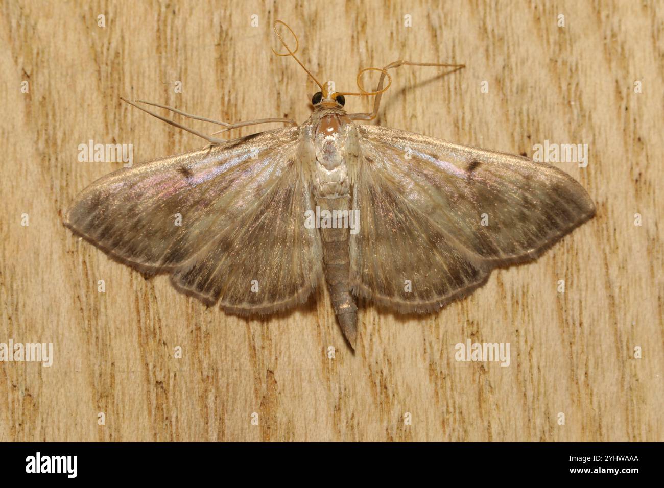 Patania hi-res stock photography and images - Alamy