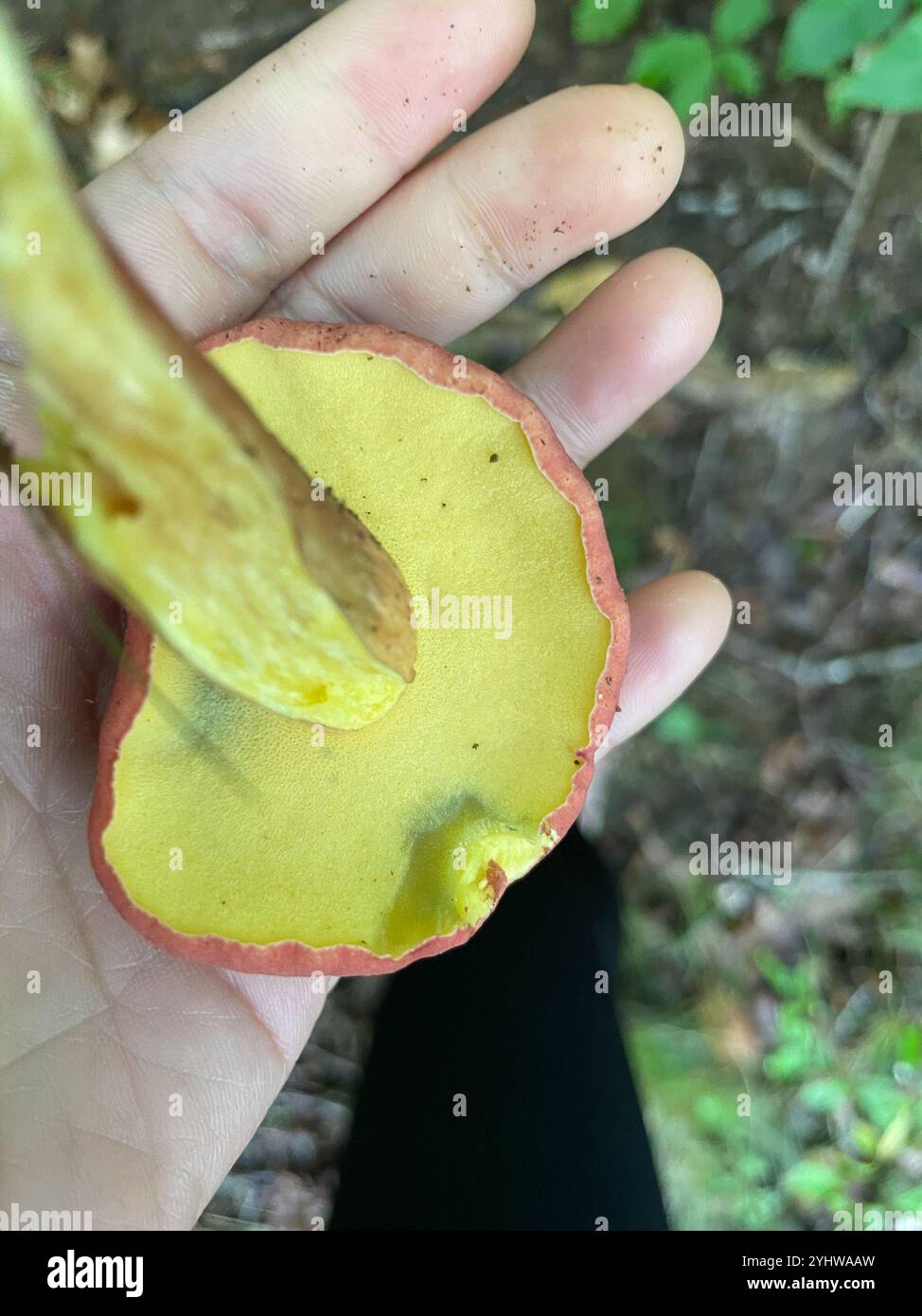 Bicolor bolete hi-res stock photography and images - Alamy