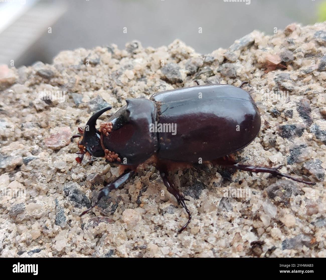 European Rhinoceros Beetle (Oryctes nasicornis Stock Photo - Alamy