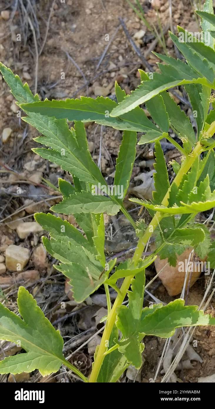 Datisca hi-res stock photography and images - Alamy