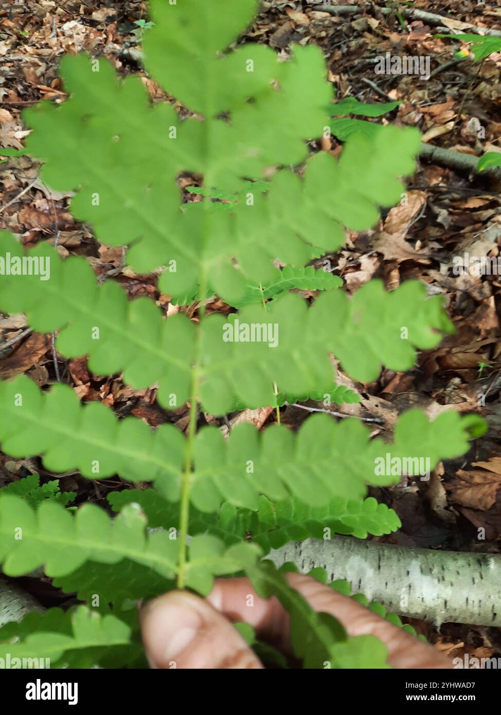 Royal fern family (Osmundaceae Stock Photo - Alamy