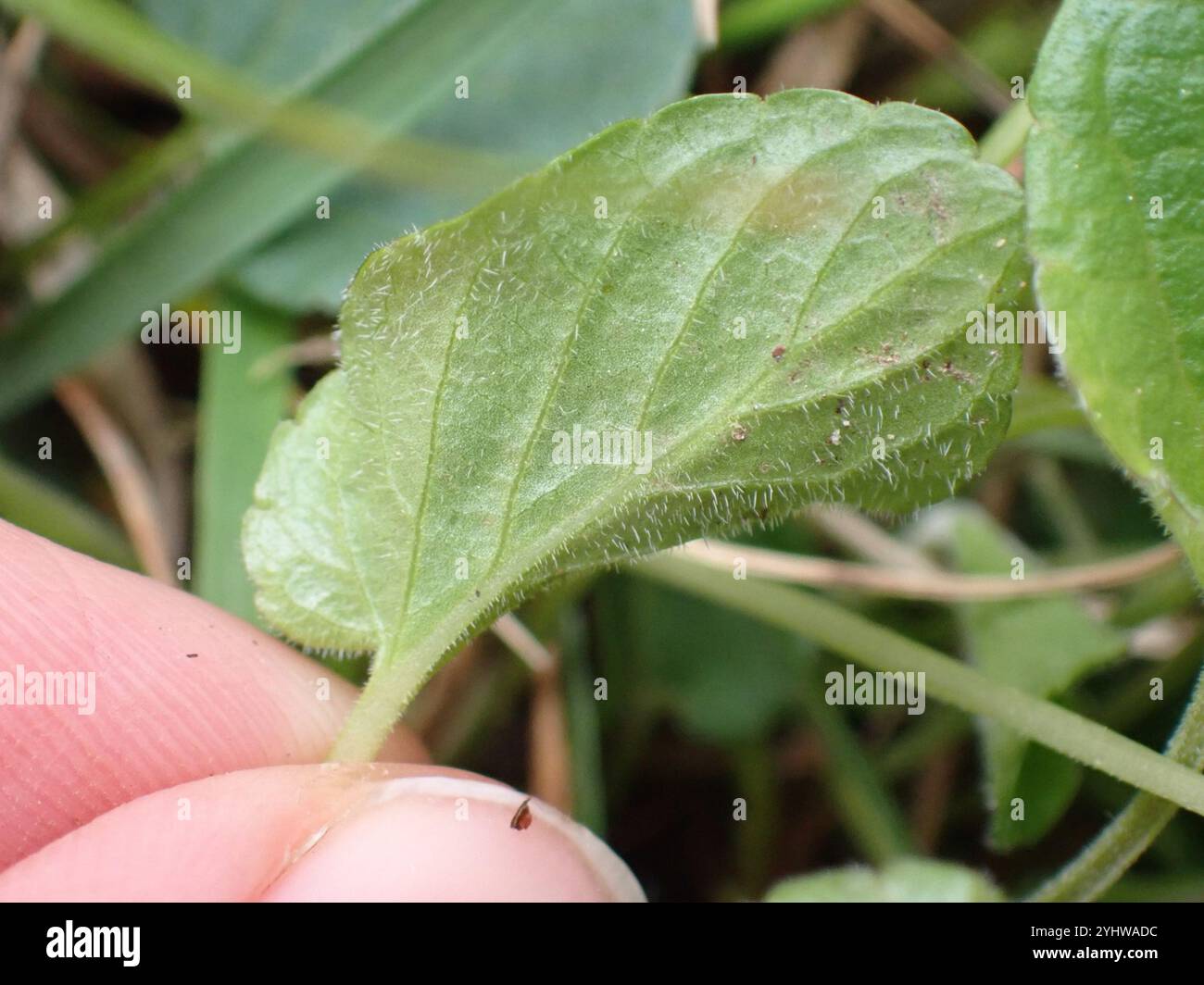 hookedspur violet (Viola adunca Stock Photo - Alamy