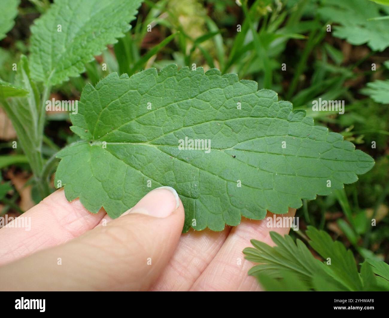 mint family (Lamiaceae Stock Photo - Alamy