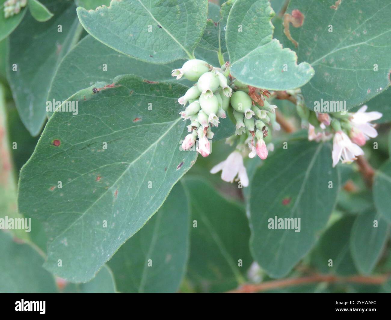 Western Snowberry (Symphoricarpos occidentalis Stock Photo - Alamy