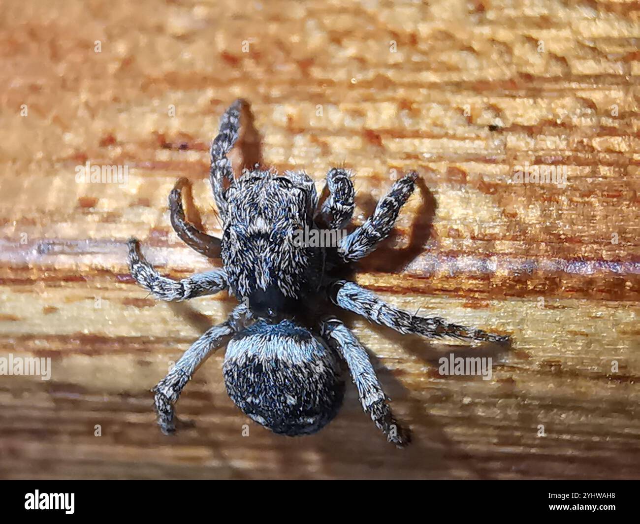 Downy jumping spider (Attulus pubescens Stock Photo - Alamy