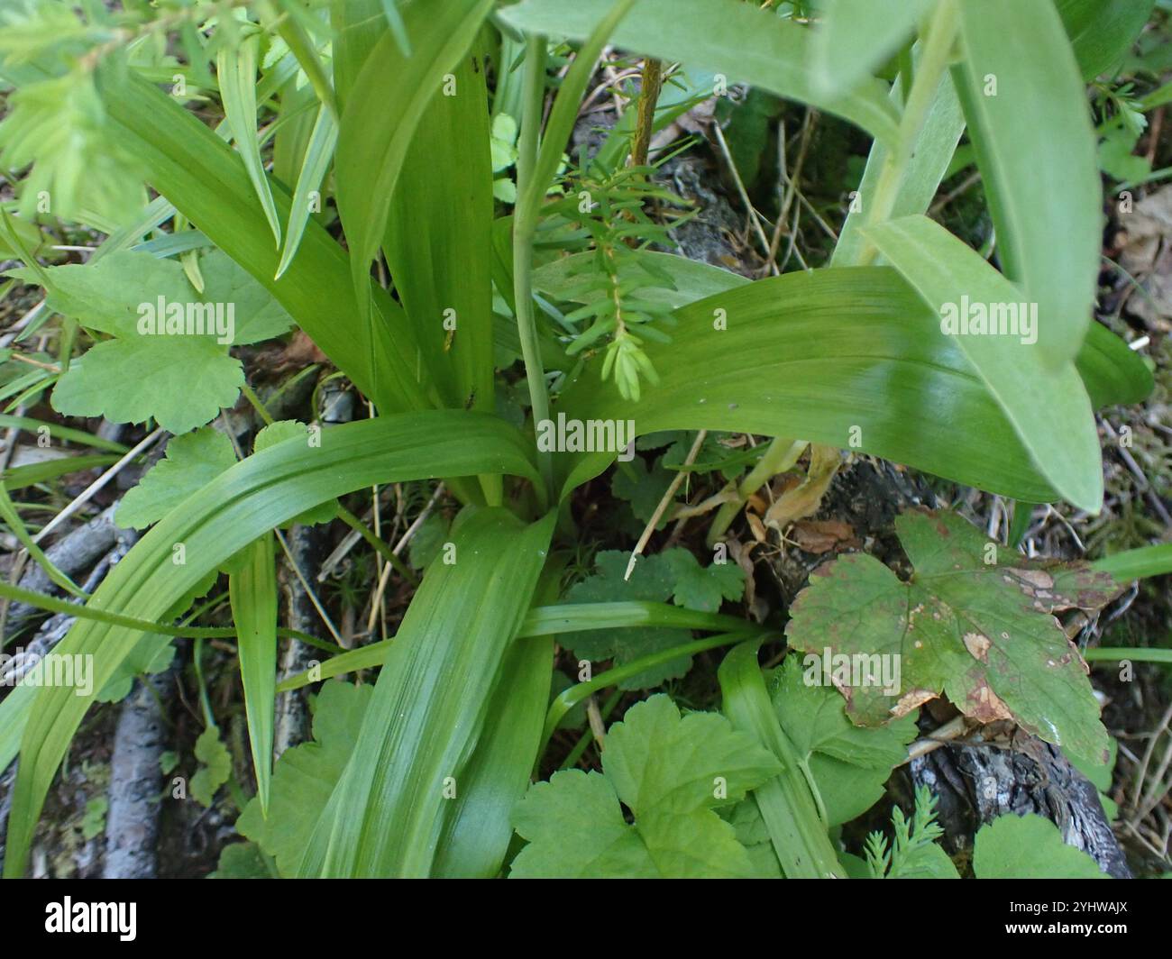 bronze-bells (Anticlea occidentalis Stock Photo - Alamy
